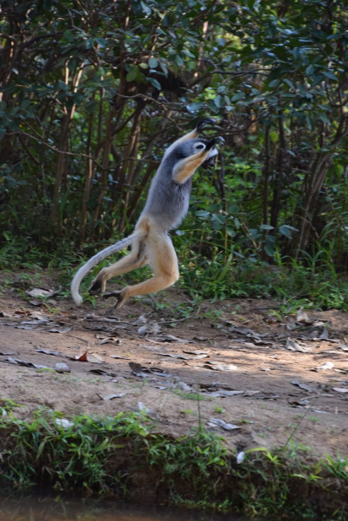 Madagascar Salama* (*“Hello there!” in Malagasy), September 2018 Part ...